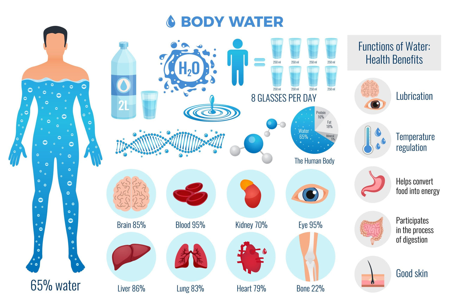 Role of Water in Human Body – Livpure