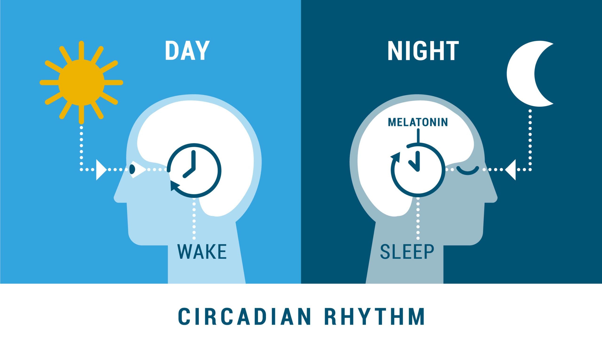 How to Maintain a Healthy Circadian Rhythm? – Livpure